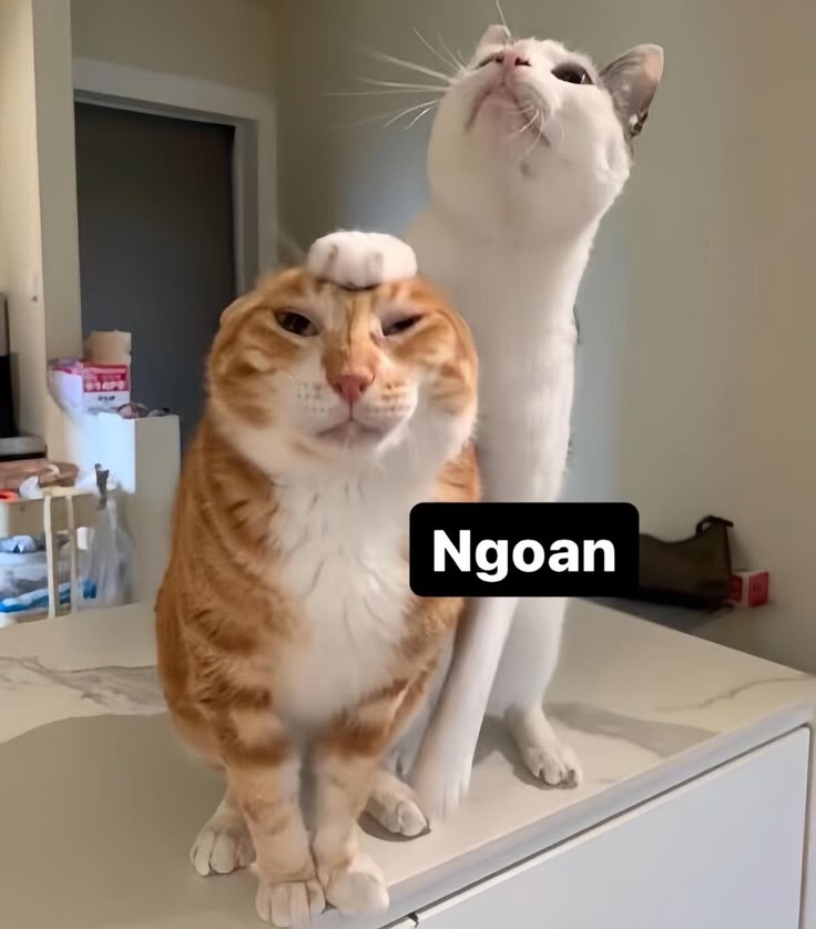 589+ Meme Mèo Hài Hước Khiến Cư Dân Mạng Cười Ngất