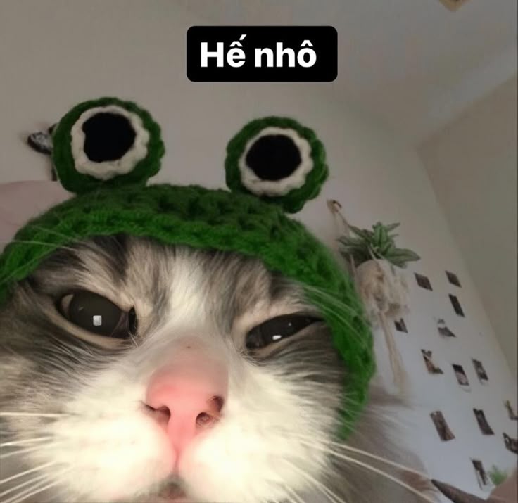 589+ Meme Mèo Hài Hước Khiến Cư Dân Mạng Cười Ngất