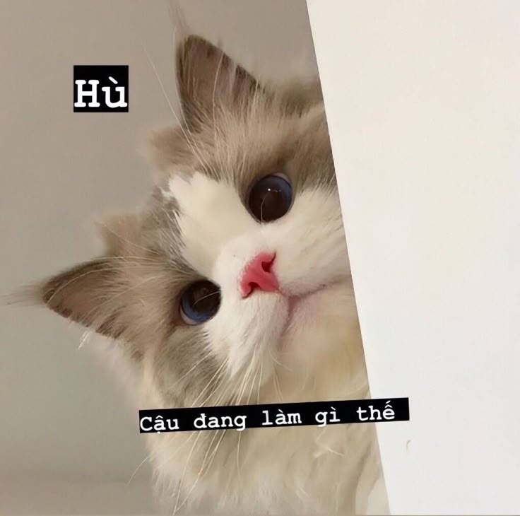 589+ Meme Mèo Hài Hước Khiến Cư Dân Mạng Cười Ngất